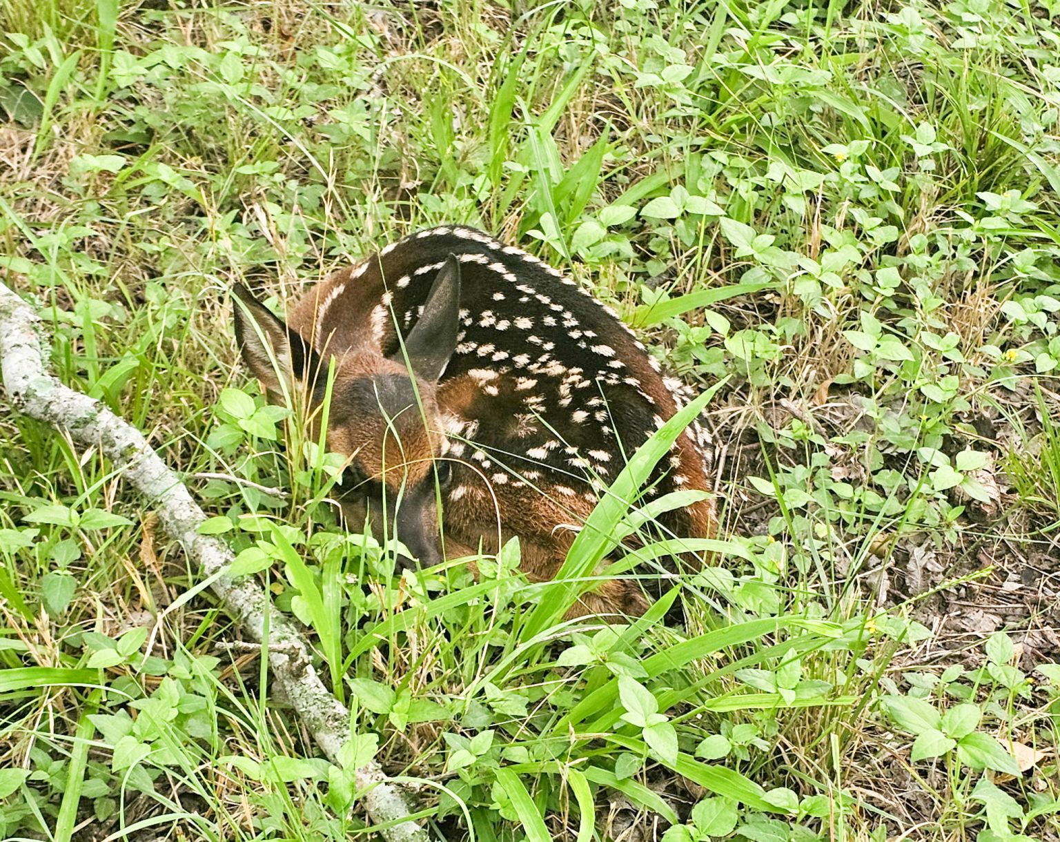 What to do if you find a fawn alone – Post Register