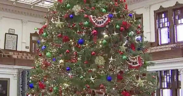 2025 Christmas Tree arrives at Texas Capitol – Post Register